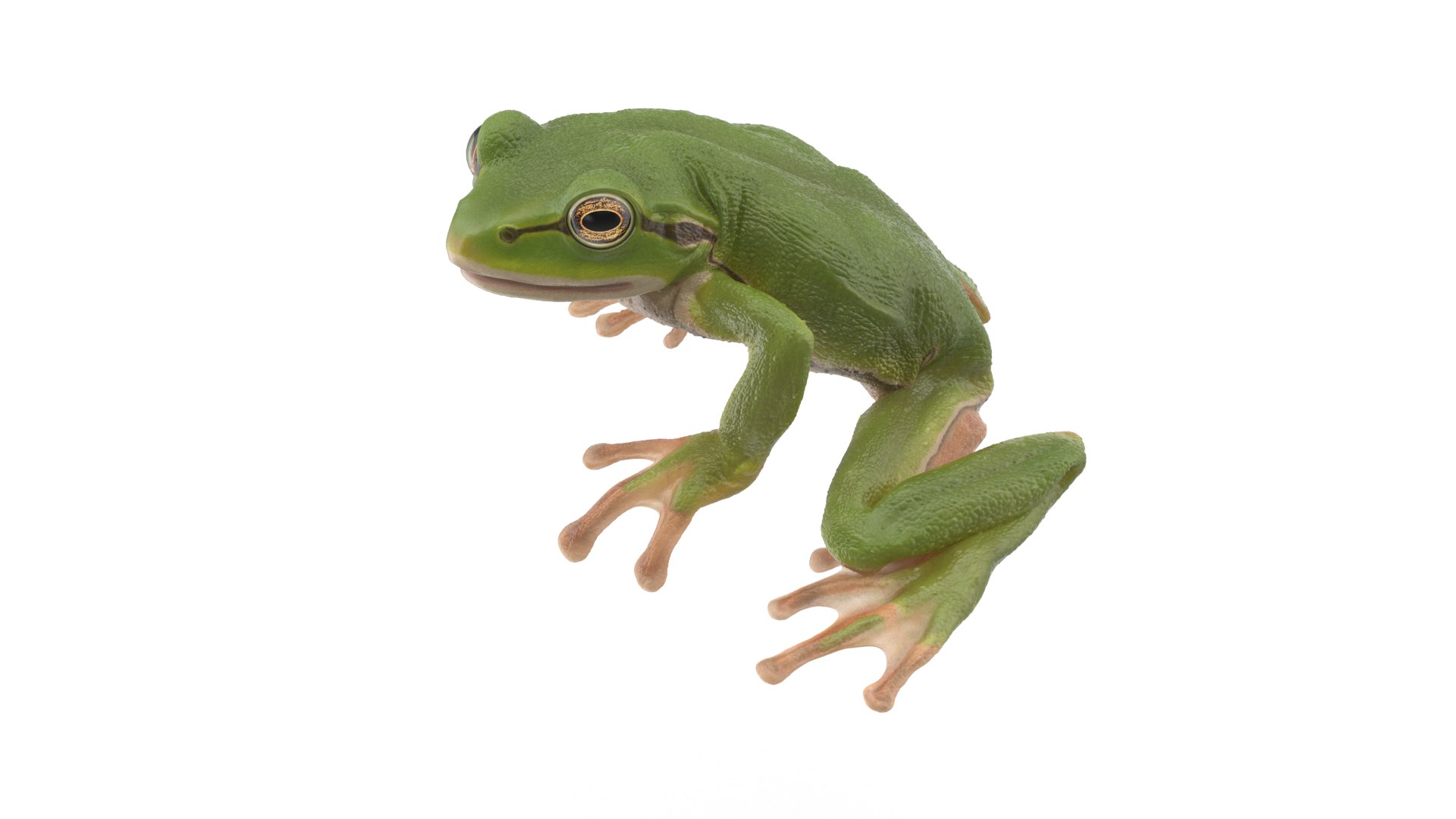3D Green Tree Frog Animated model - TurboSquid 2152034