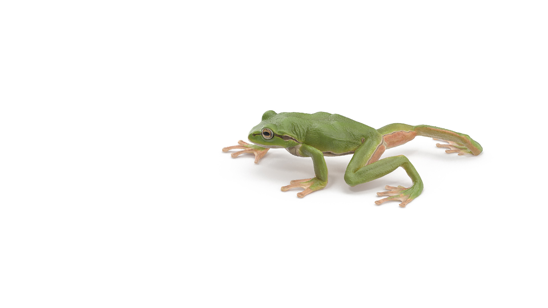 3D Green Tree Frog Animated model - TurboSquid 2152034