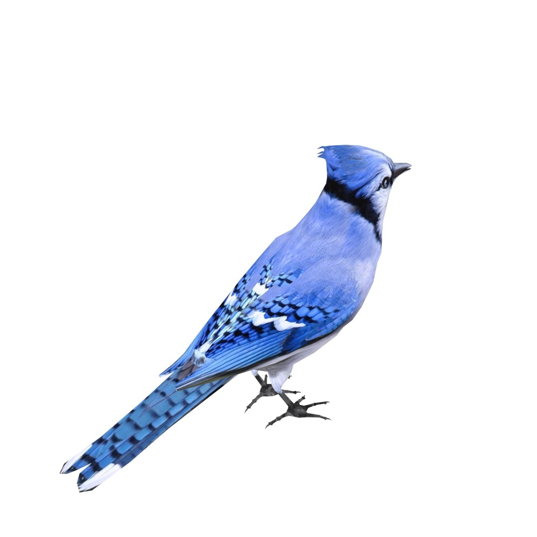 Blue Jay Bird Model - TurboSquid 1770321
