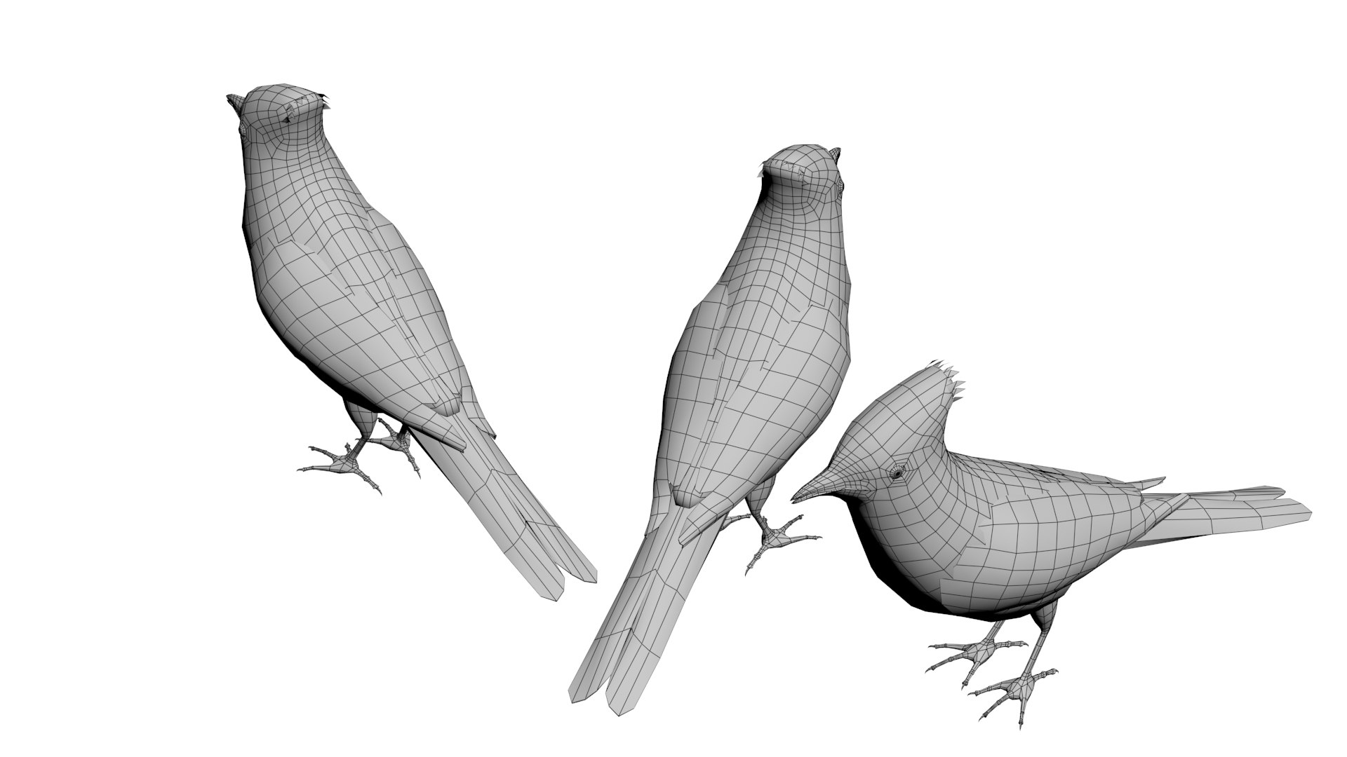 Blue Jay Bird Model - TurboSquid 1770321