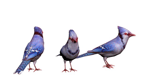 Blue Jay bird model - TurboSquid 1770321