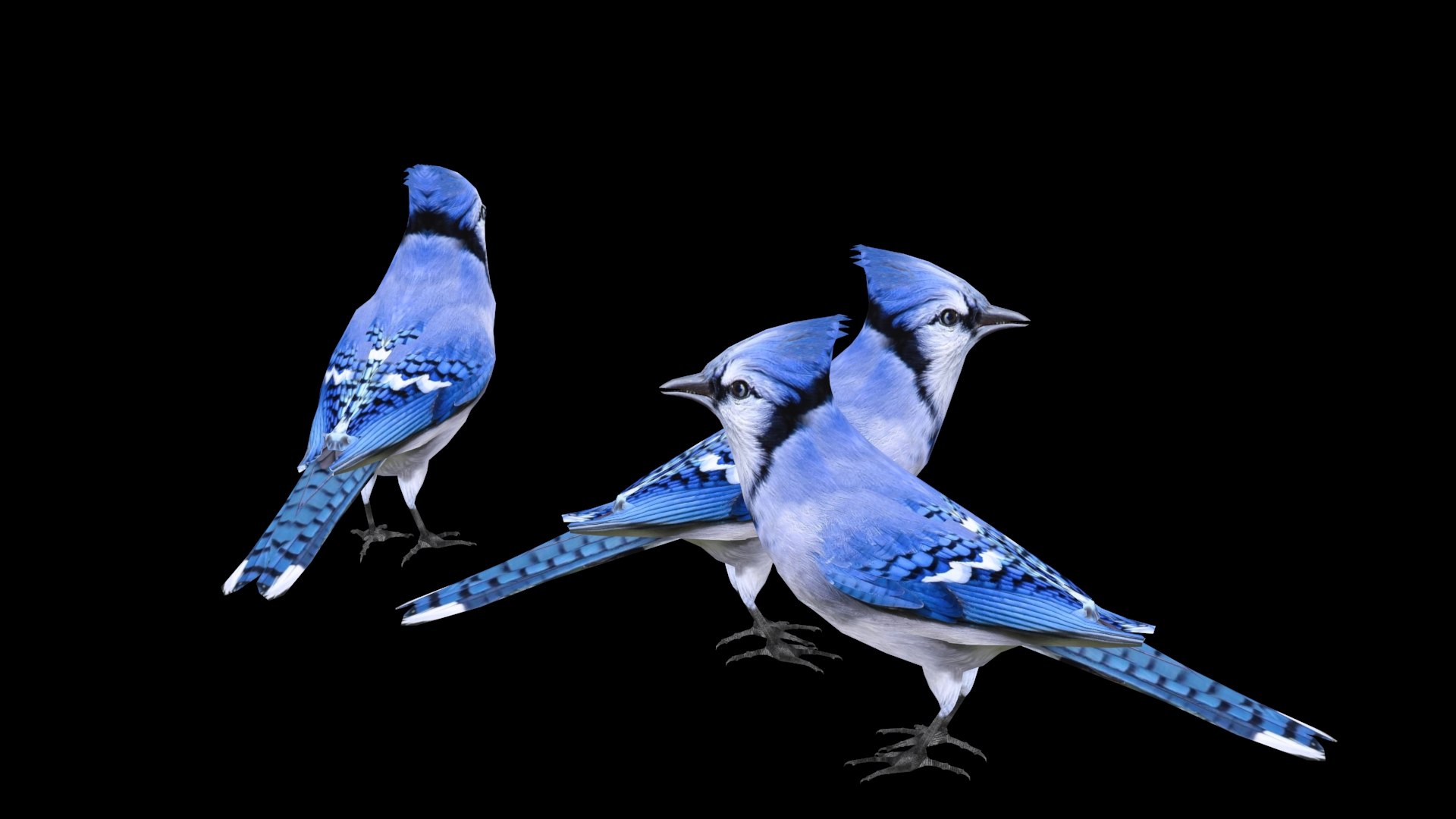 Blue Jay Bird Model - TurboSquid 1770321