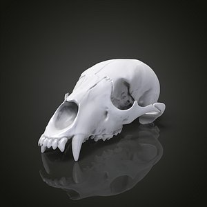 Animal Skull STL Models for Download | TurboSquid