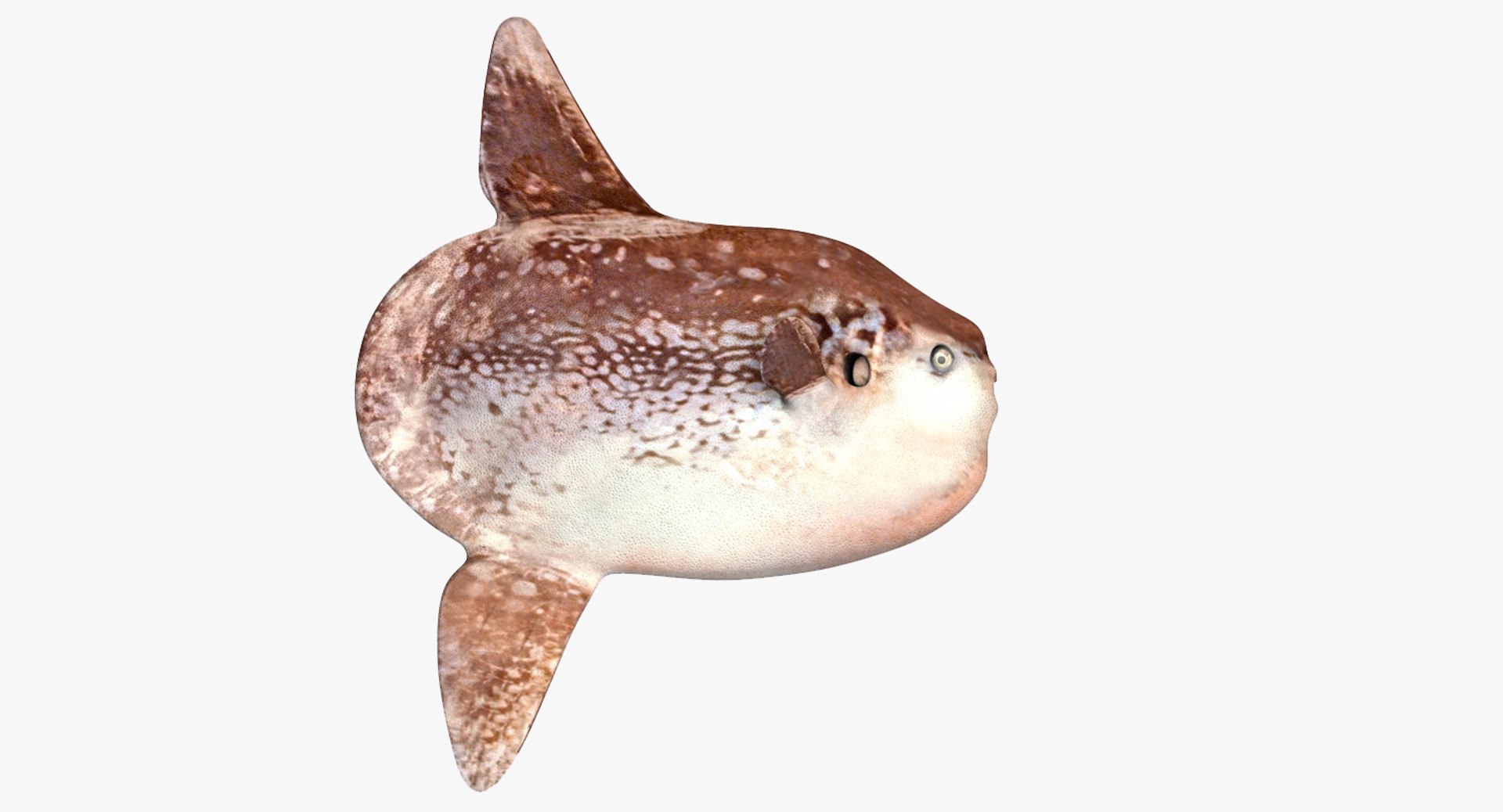 3D Model Southern Sunfish - TurboSquid 1201038