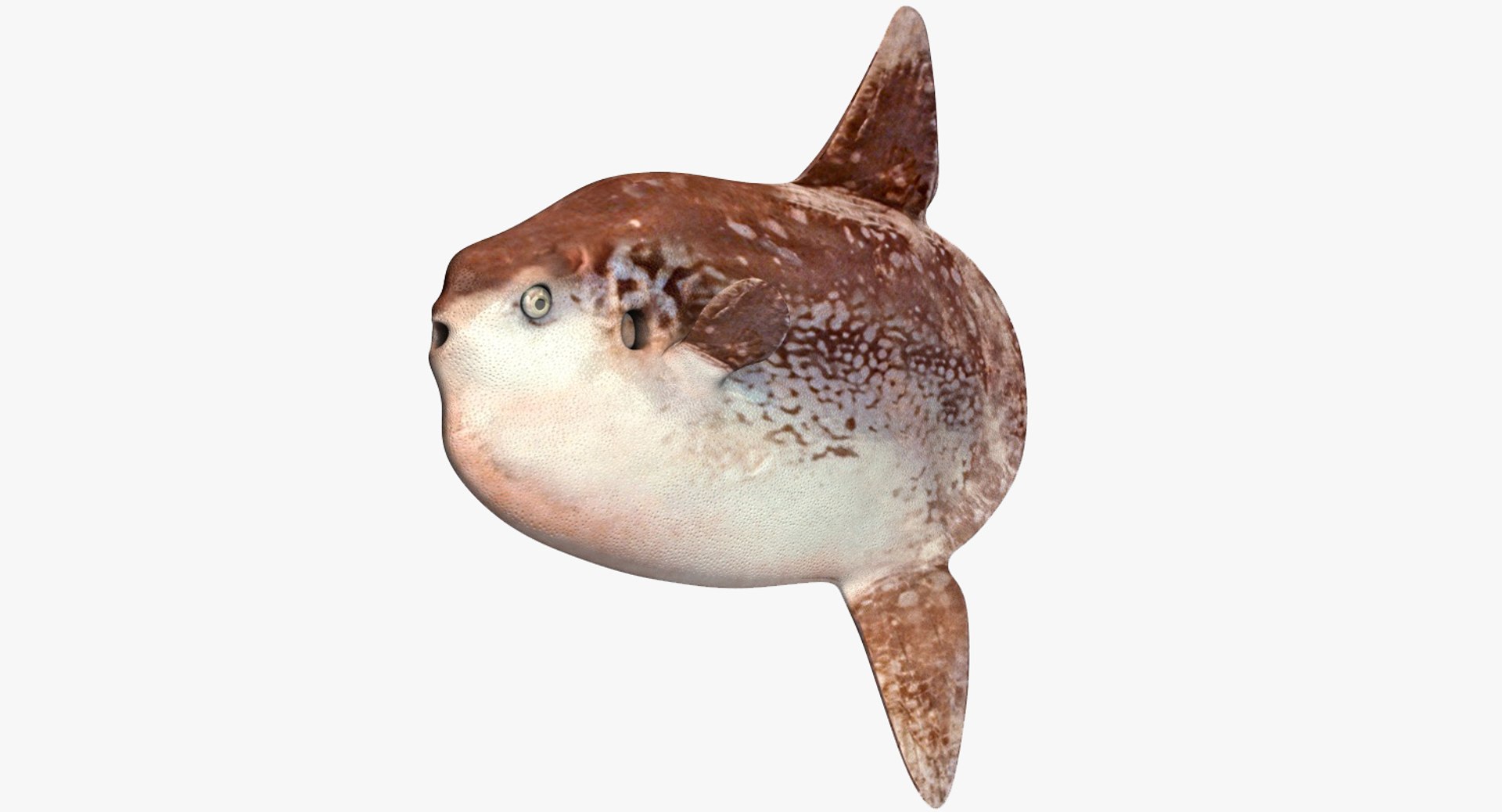 3D Model Southern Sunfish - TurboSquid 1201038