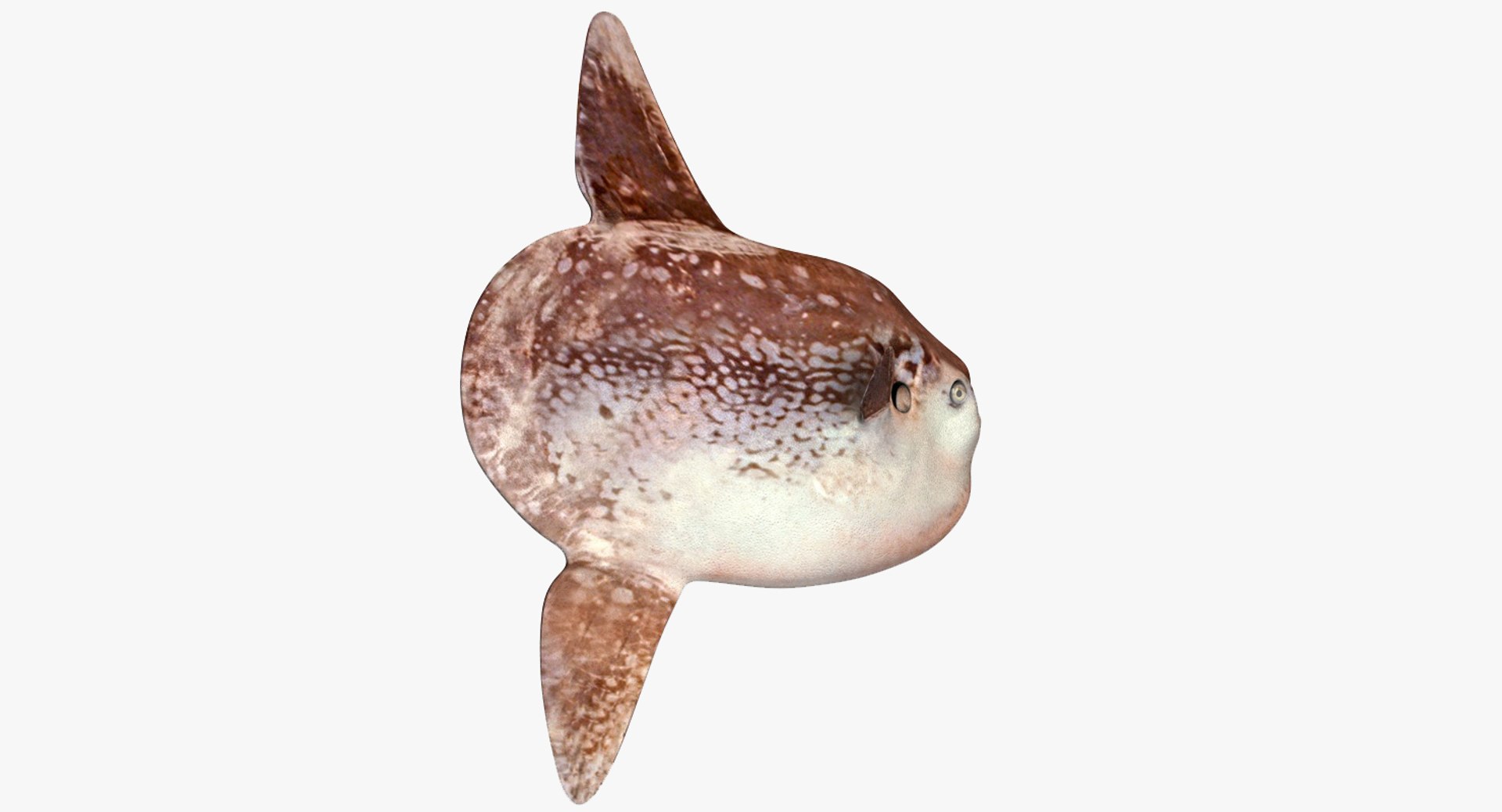 3D Model Southern Sunfish - TurboSquid 1201038