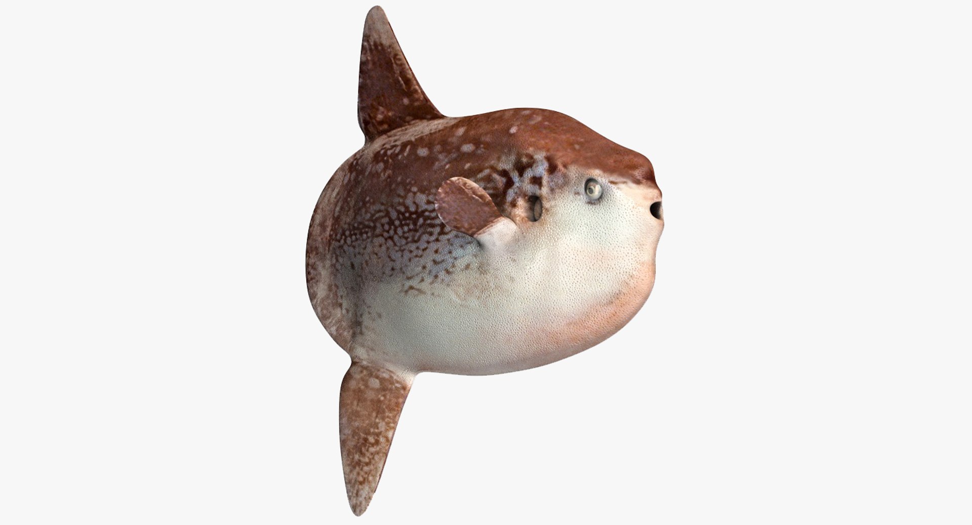 3D Model Southern Sunfish - TurboSquid 1201038