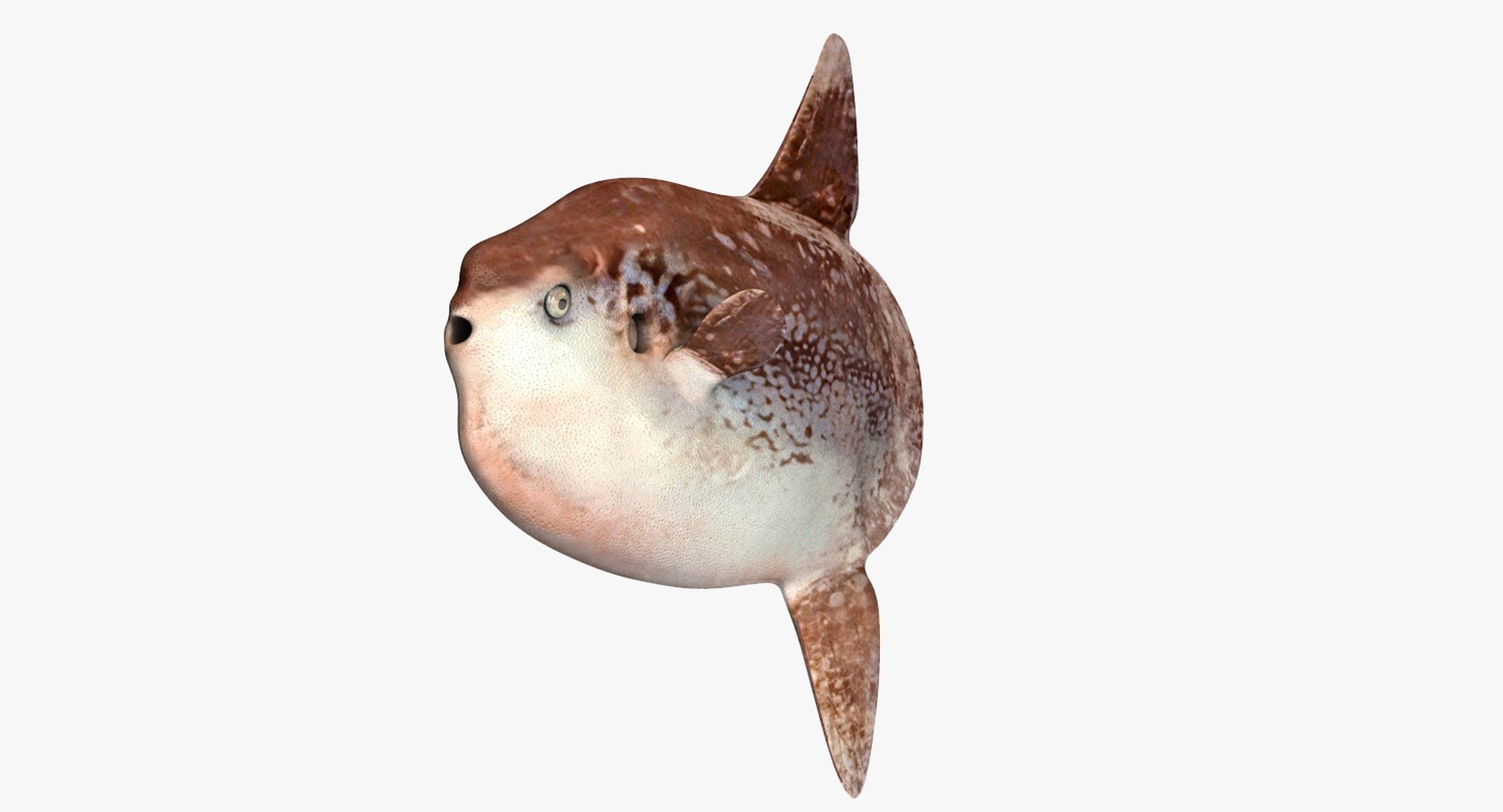 3D Model Southern Sunfish - TurboSquid 1201038