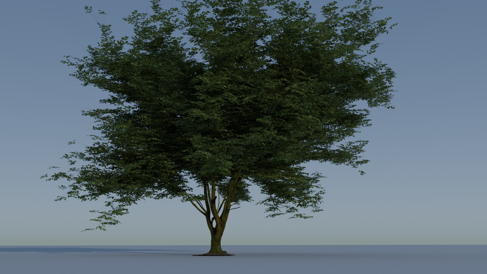 Realistic Tree 3D Model - TurboSquid 2048647