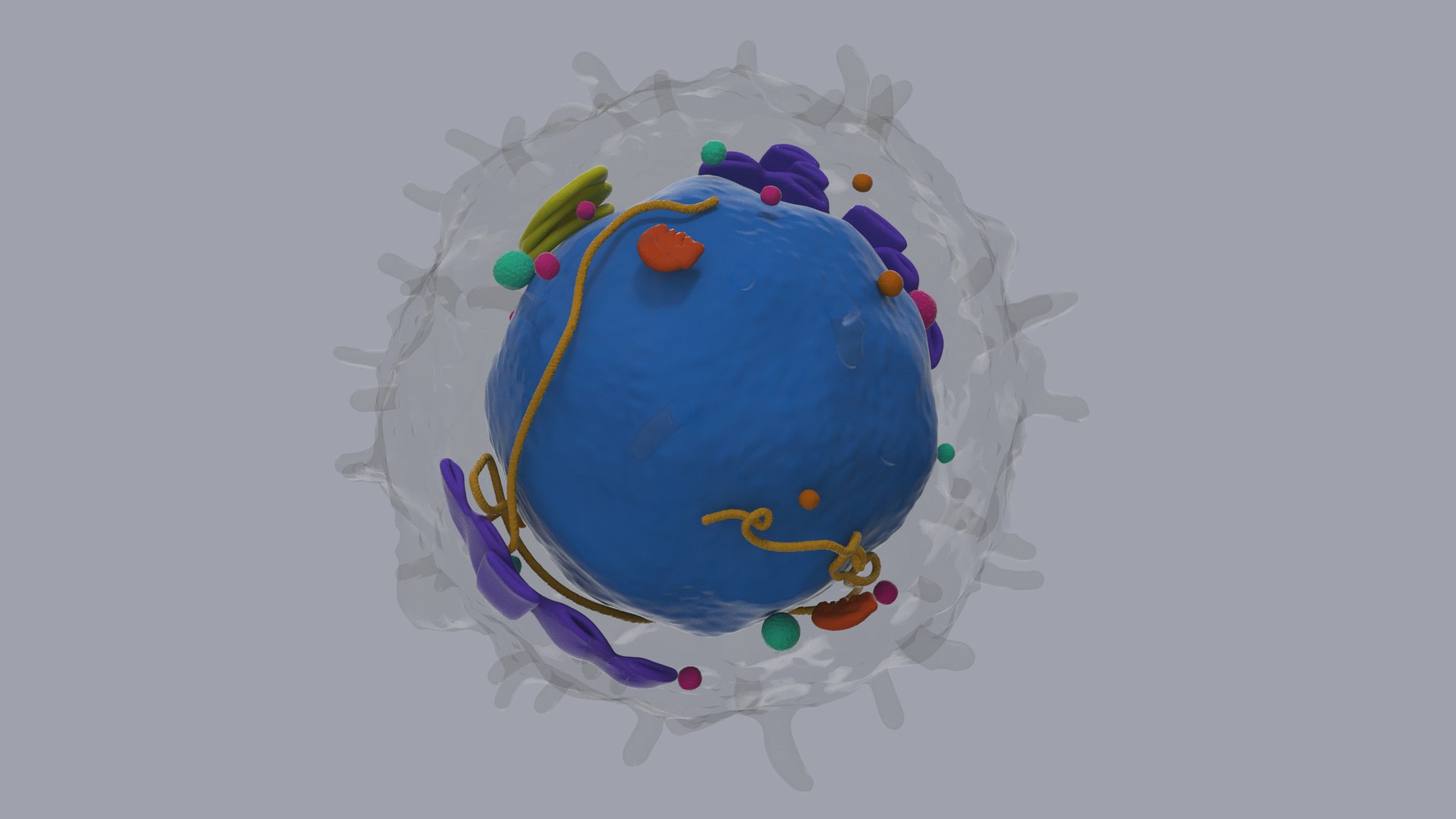 Lymphocyte Blood Cell 3D Model - TurboSquid 2130574