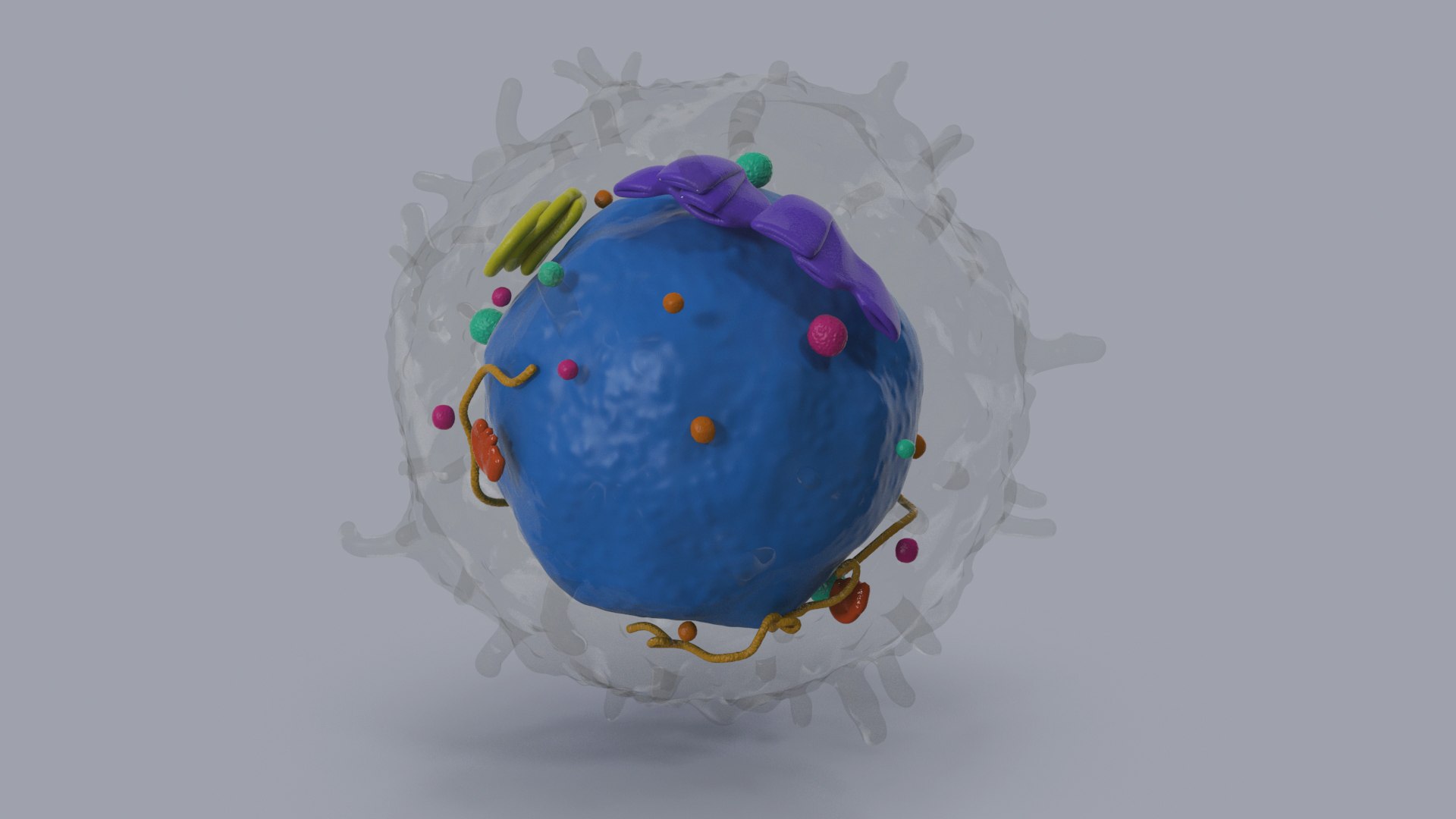 Lymphocyte Blood Cell 3D model - TurboSquid 2130574