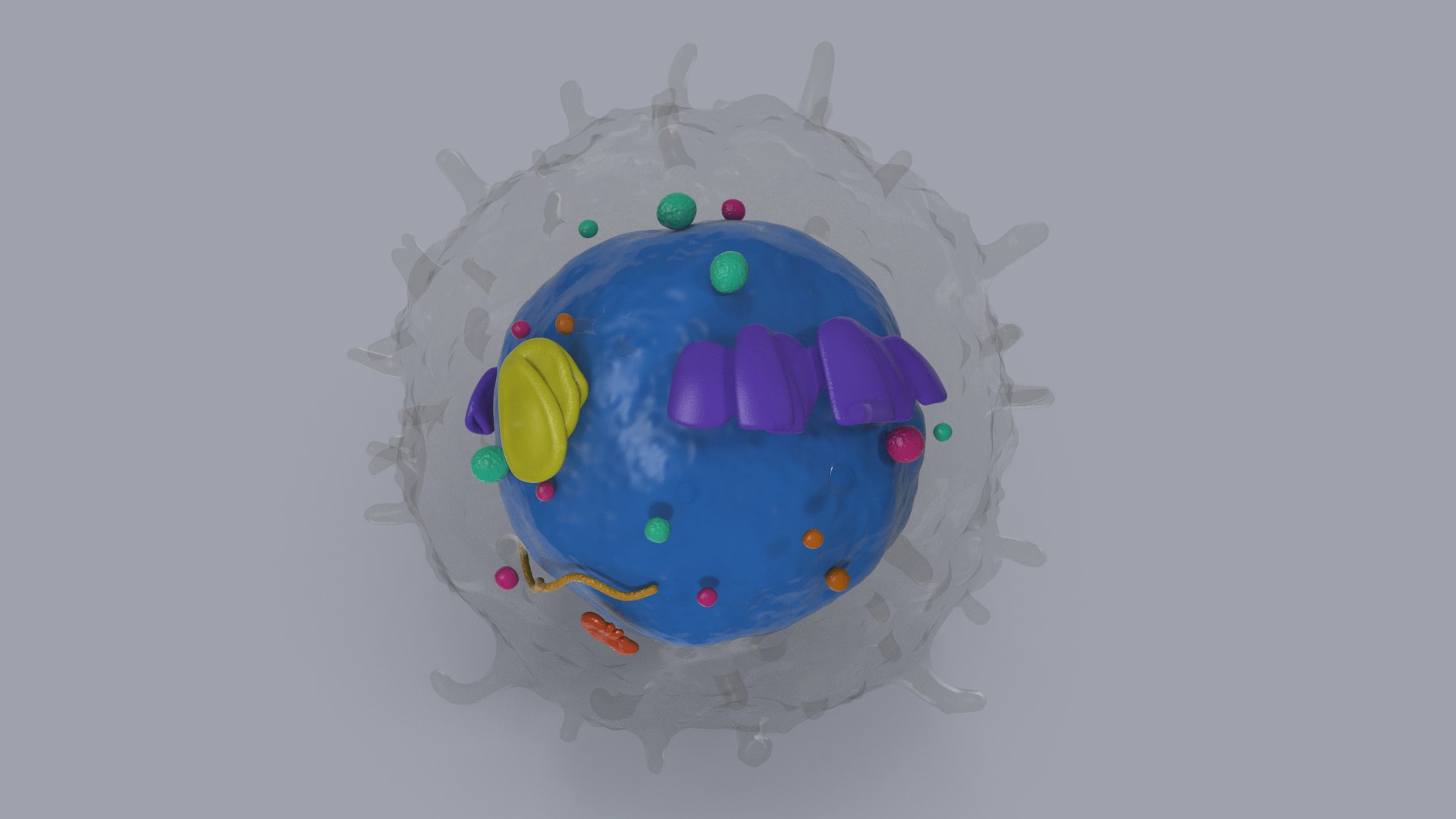 Lymphocyte Blood Cell 3D Model - TurboSquid 2130574