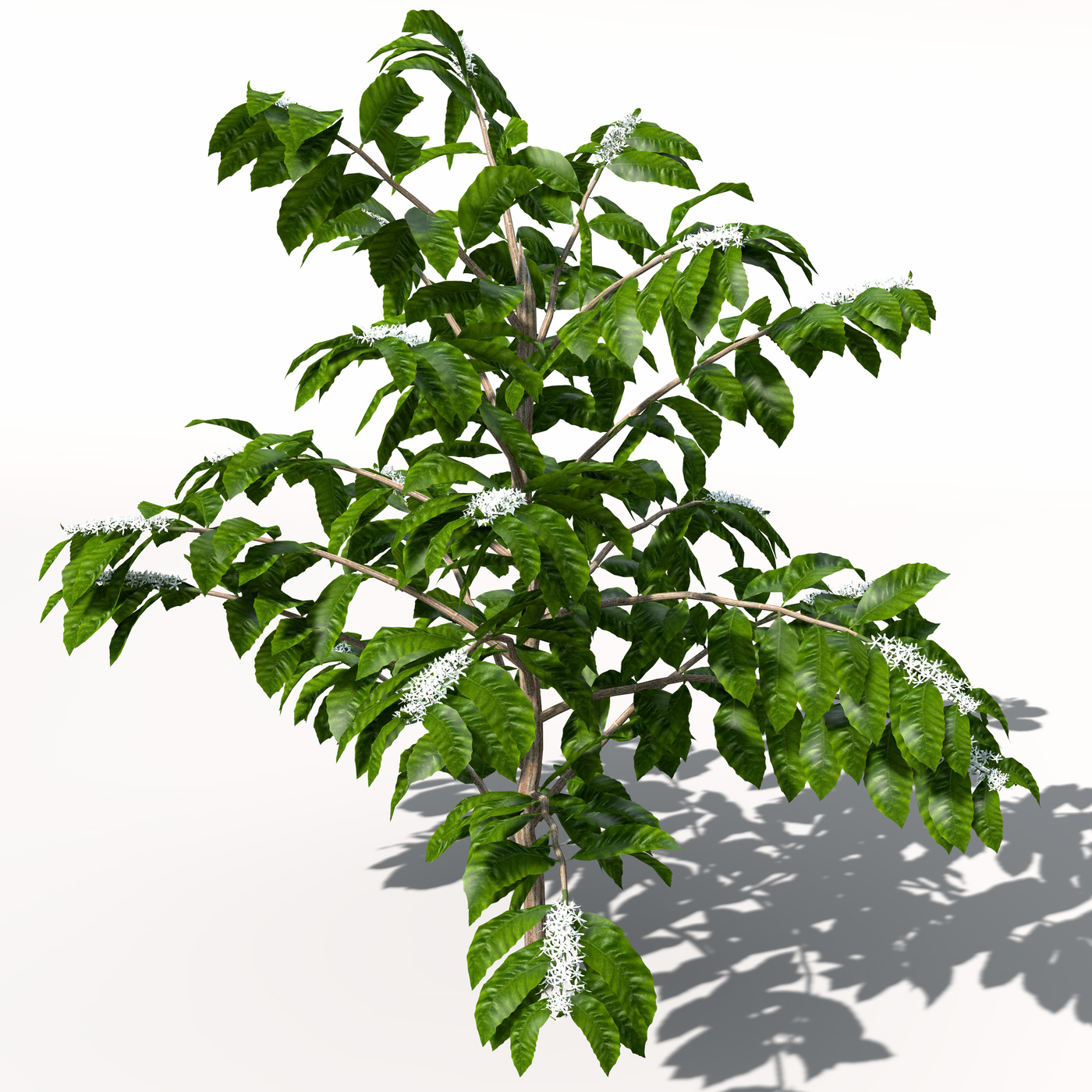 coffee coffea arabica 3d model