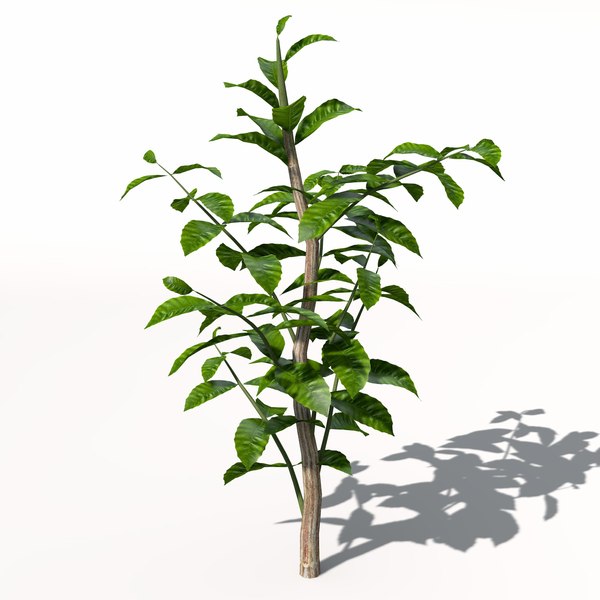 coffee coffea arabica 3d model