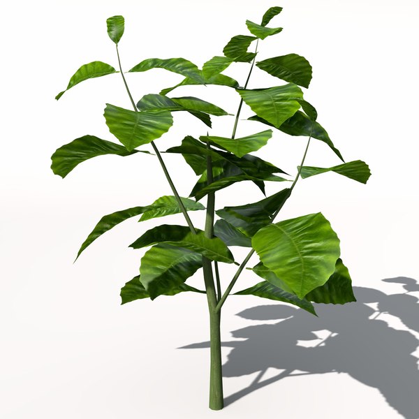 coffee coffea arabica 3d model