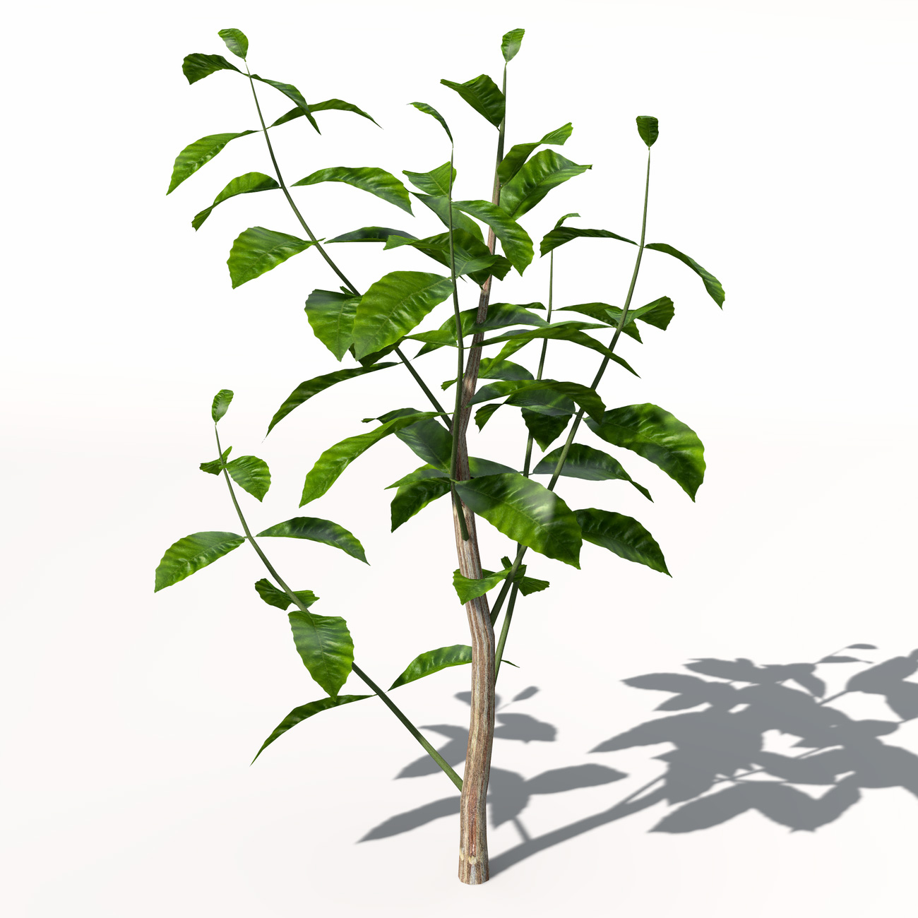 coffee coffea arabica 3d model