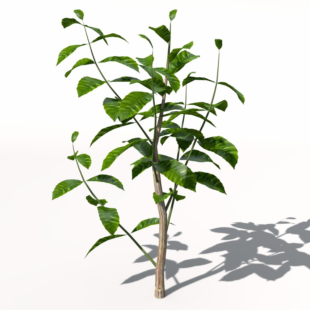 Coffee Coffea Arabica 3d Model