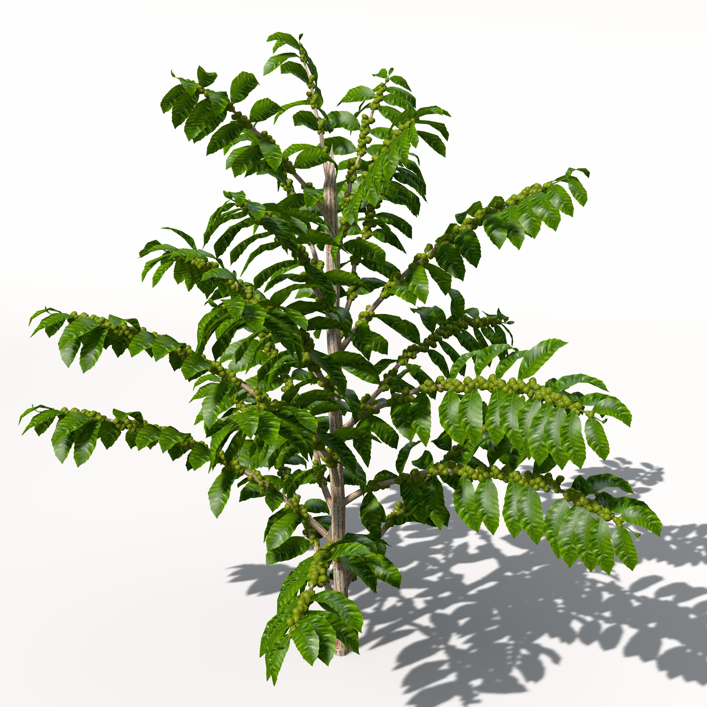 coffee coffea arabica 3d model