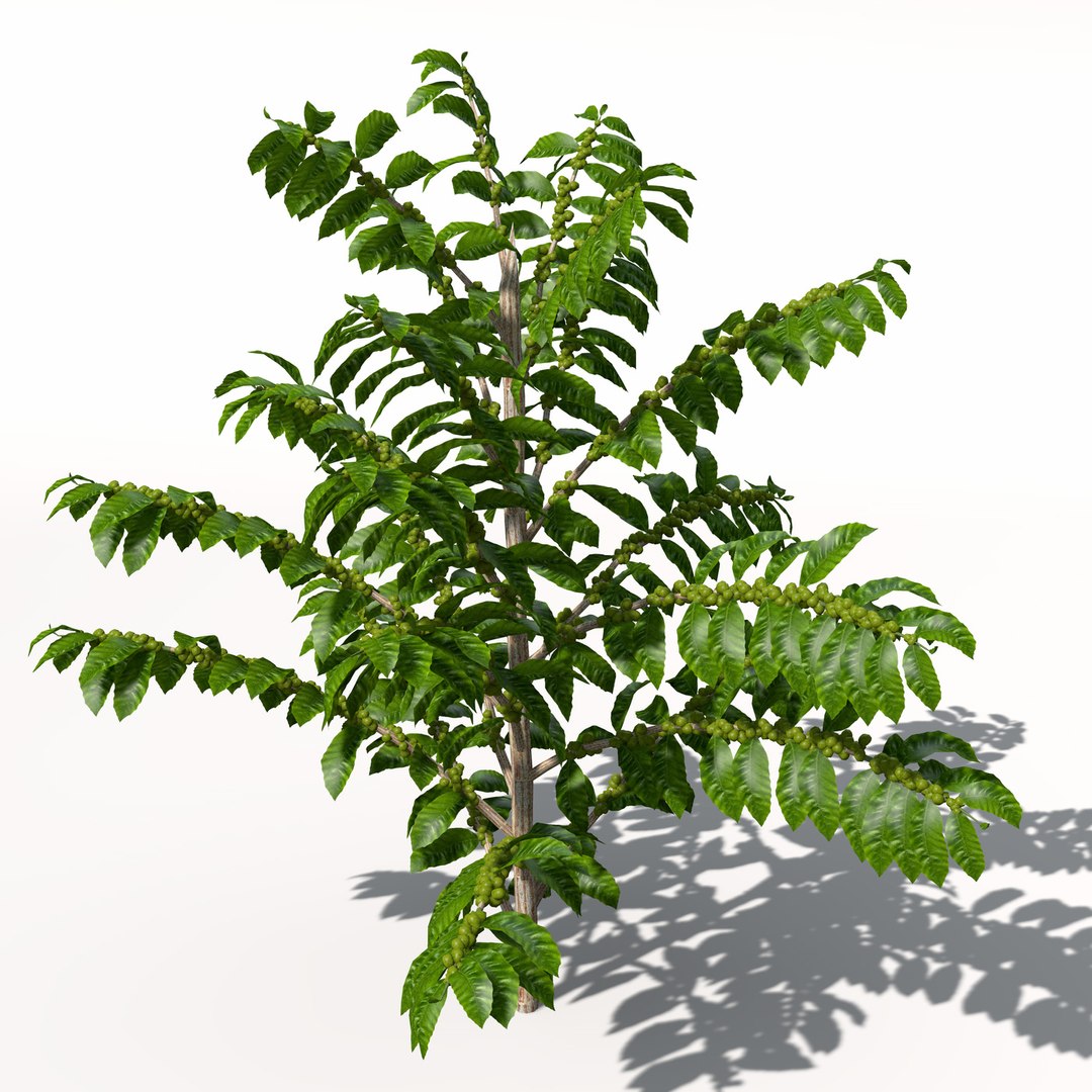 Coffee Coffea Arabica 3d Model