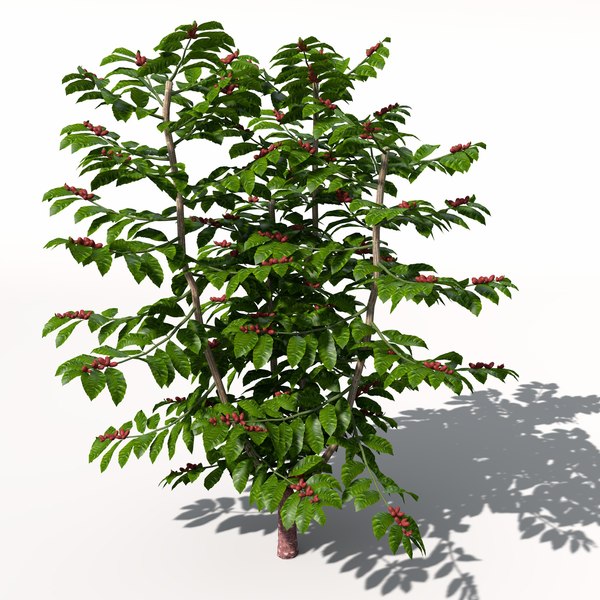 coffee coffea arabica 3d model