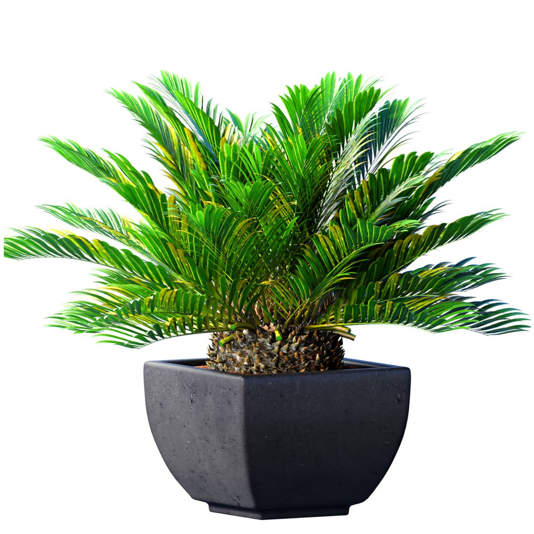 Decorative Evergreen Cycas Palm Tree In Lower Pot Urn ArtDeco 3D Model ...