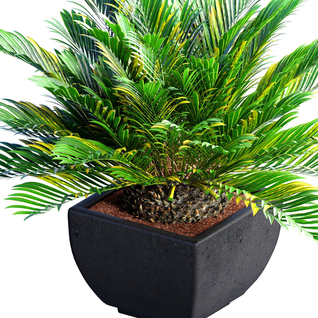 Decorative Evergreen Cycas Palm Tree In Lower Pot Urn ArtDeco 3D Model ...
