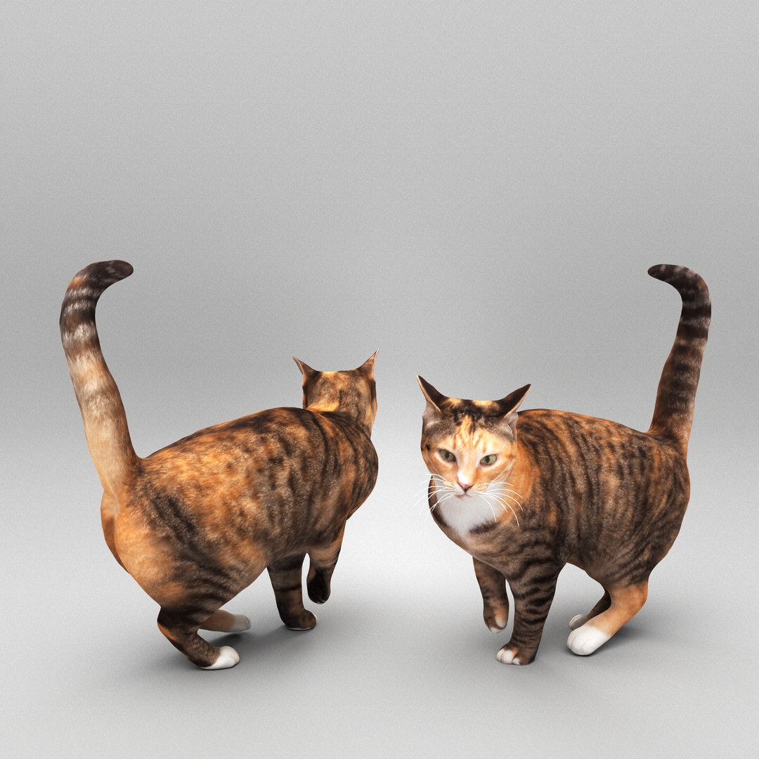 3D Model Cat 25 - TurboSquid 1887036