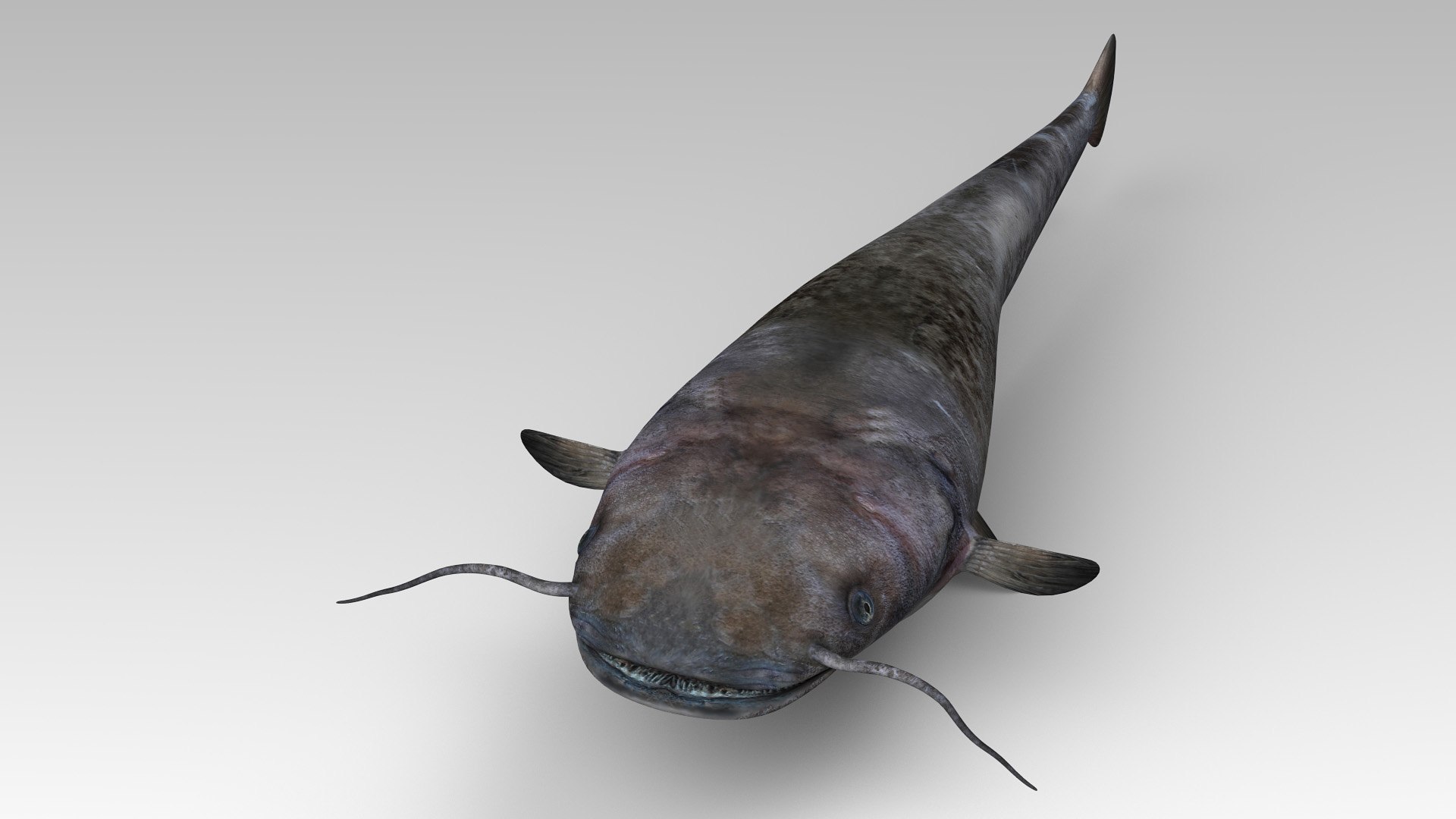 Silurus 3D Model - TurboSquid 1325260