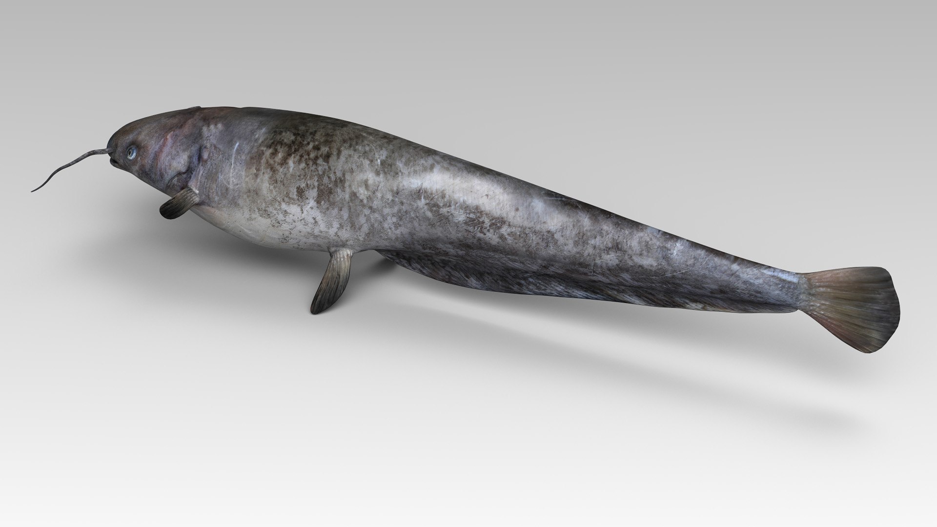 Silurus 3D Model - TurboSquid 1325260