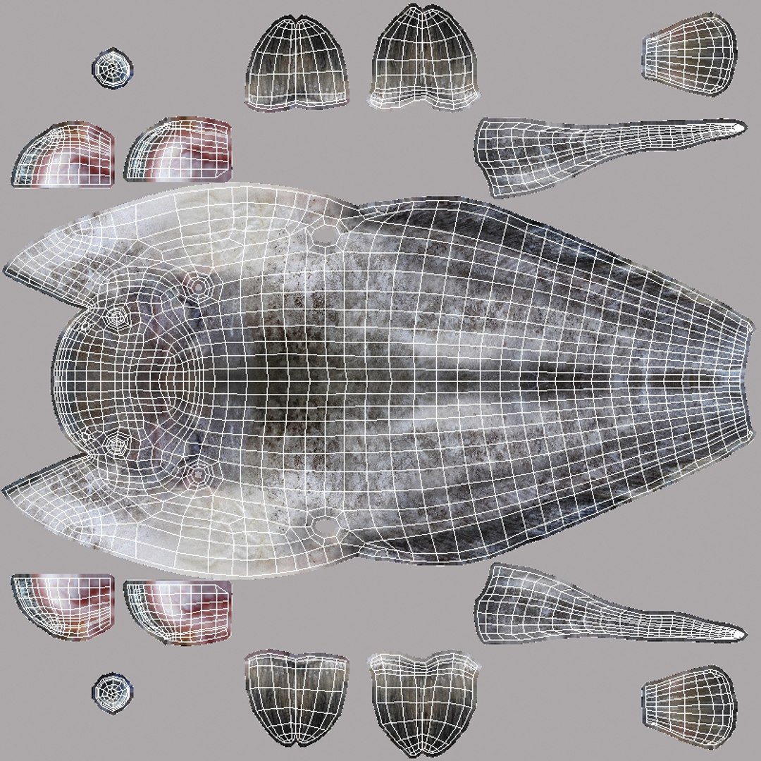 Silurus 3D Model - TurboSquid 1325260