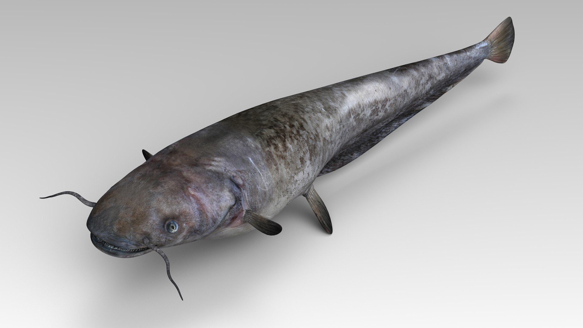 Silurus 3D Model - TurboSquid 1325260