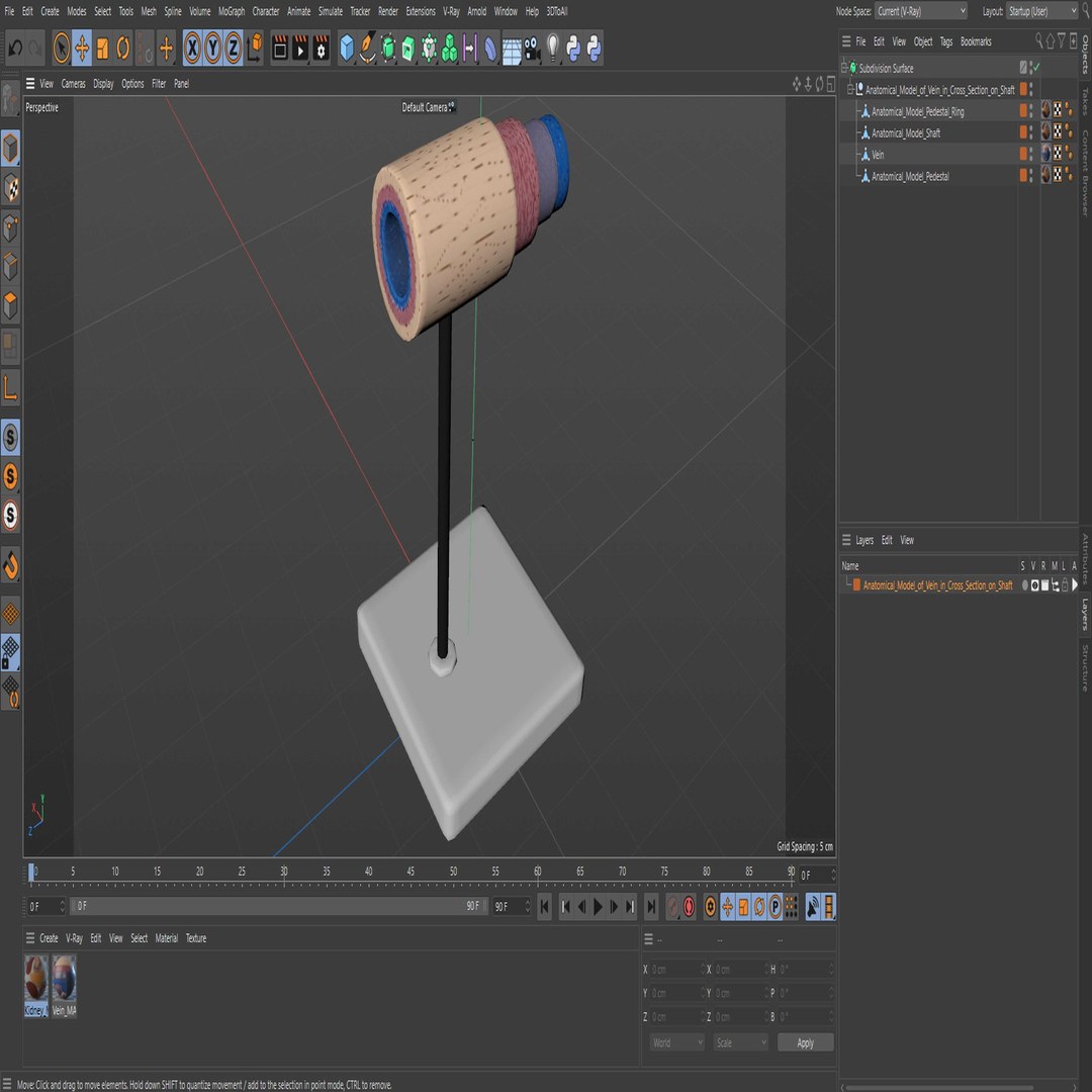 3D Anatomical Model Of Vein In Cross Section On Shaft - TurboSquid 2389984