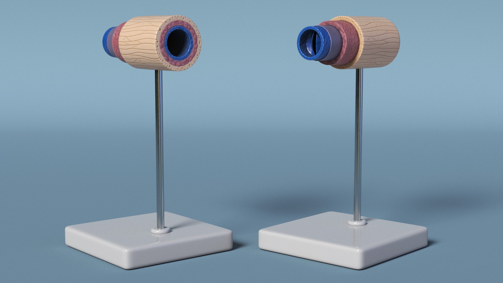 3D Anatomical Model Of Vein In Cross Section On Shaft - TurboSquid 2389984