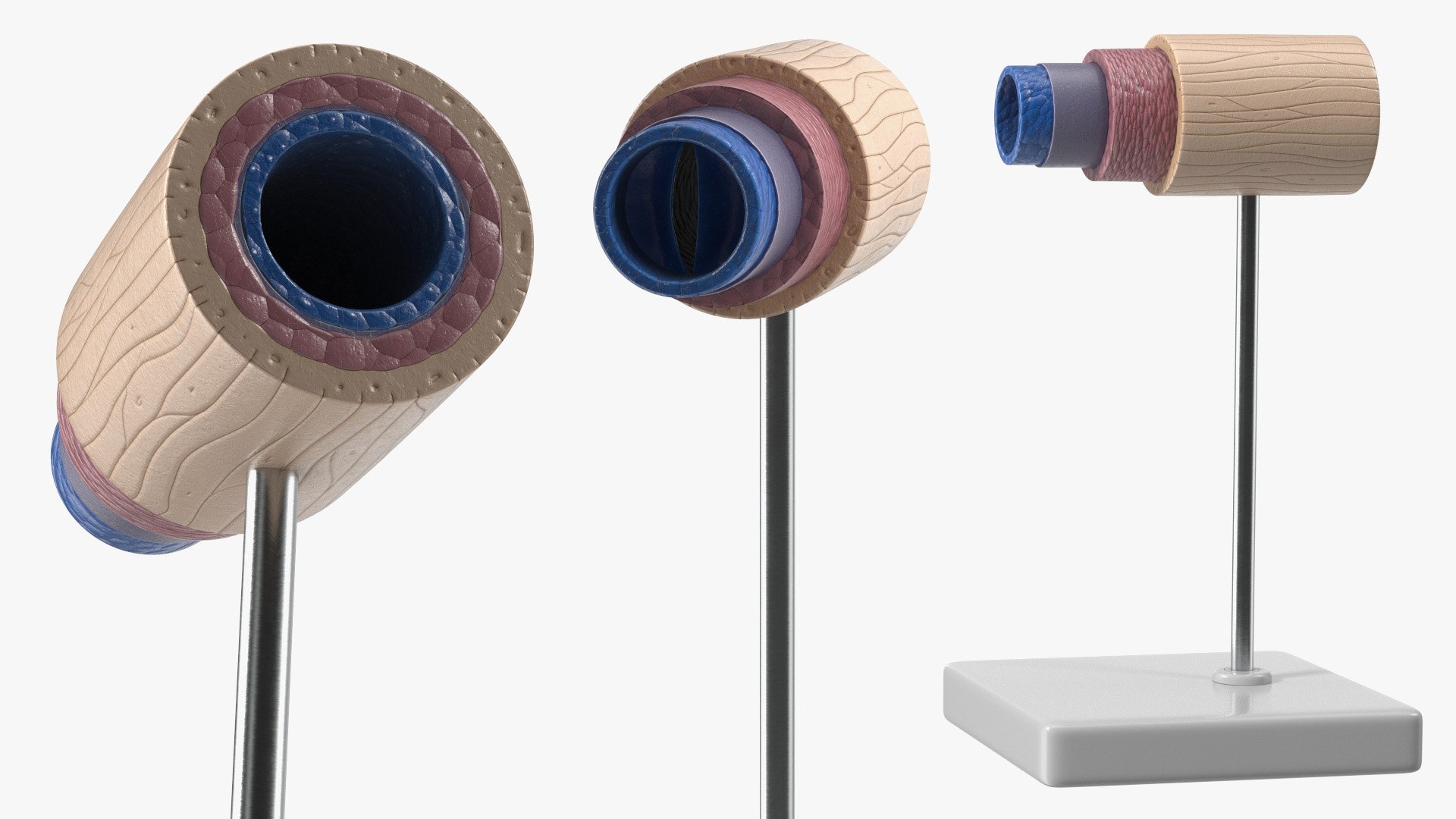 3D Anatomical Model Of Vein In Cross Section On Shaft - TurboSquid 2389984