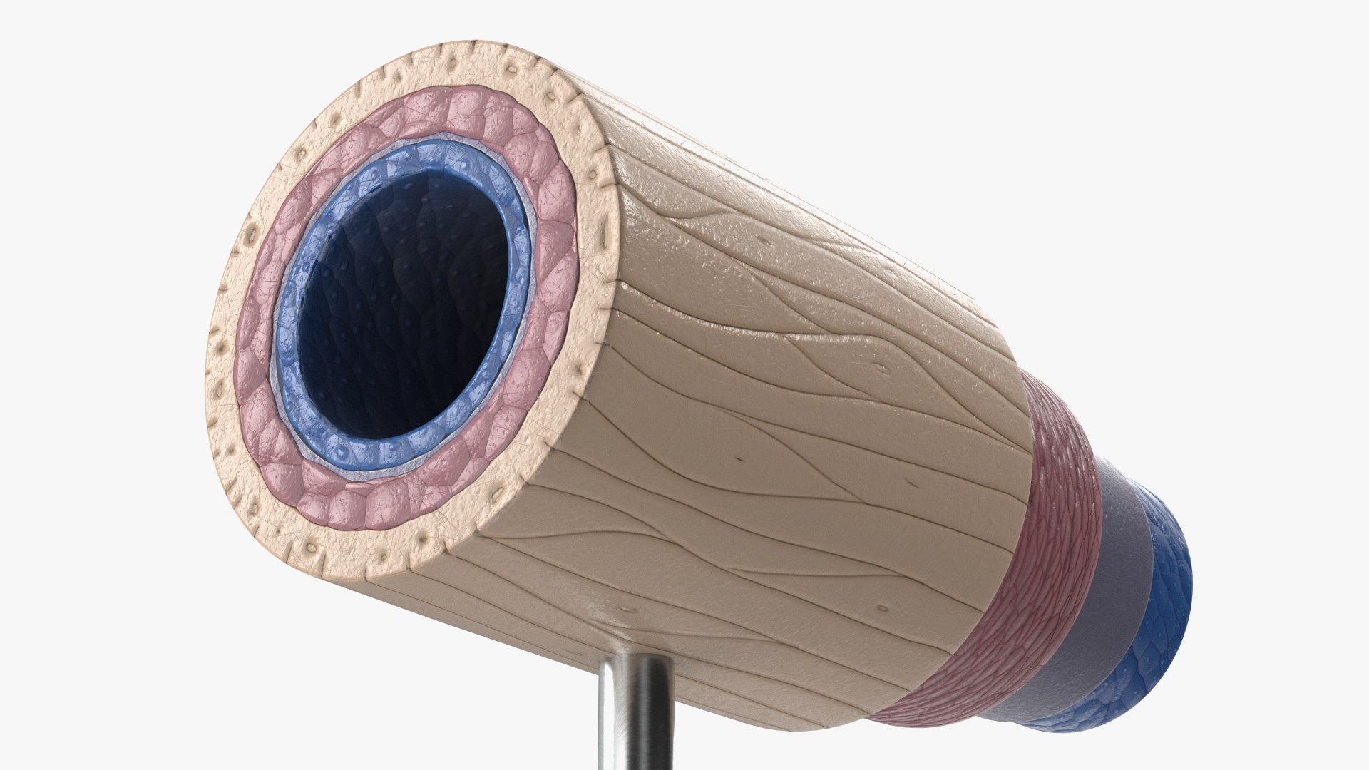 3D Anatomical Model Of Vein In Cross Section On Shaft - TurboSquid 2389984