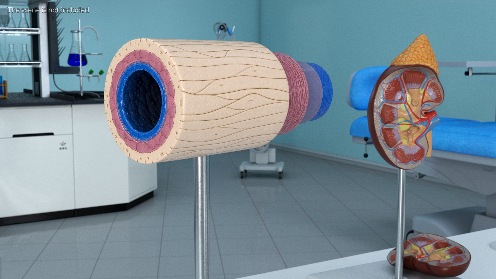 3D Anatomical Model Of Vein In Cross Section On Shaft - TurboSquid 2389984
