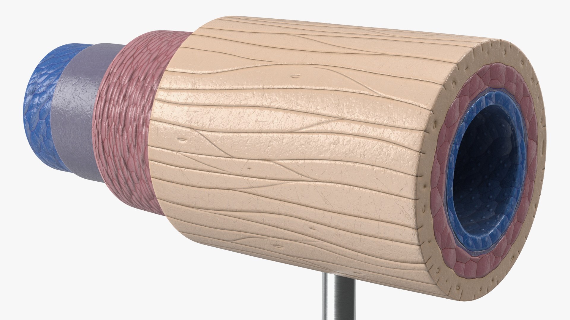 3D Anatomical Model Of Vein In Cross Section On Shaft - TurboSquid 2389984