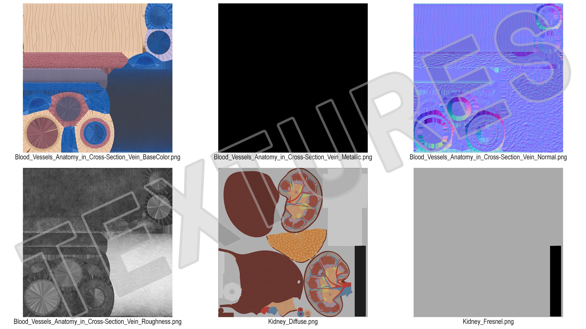 3D Anatomical Model Of Vein In Cross Section On Shaft - TurboSquid 2389984
