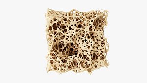 Free 3D Bones Models | TurboSquid