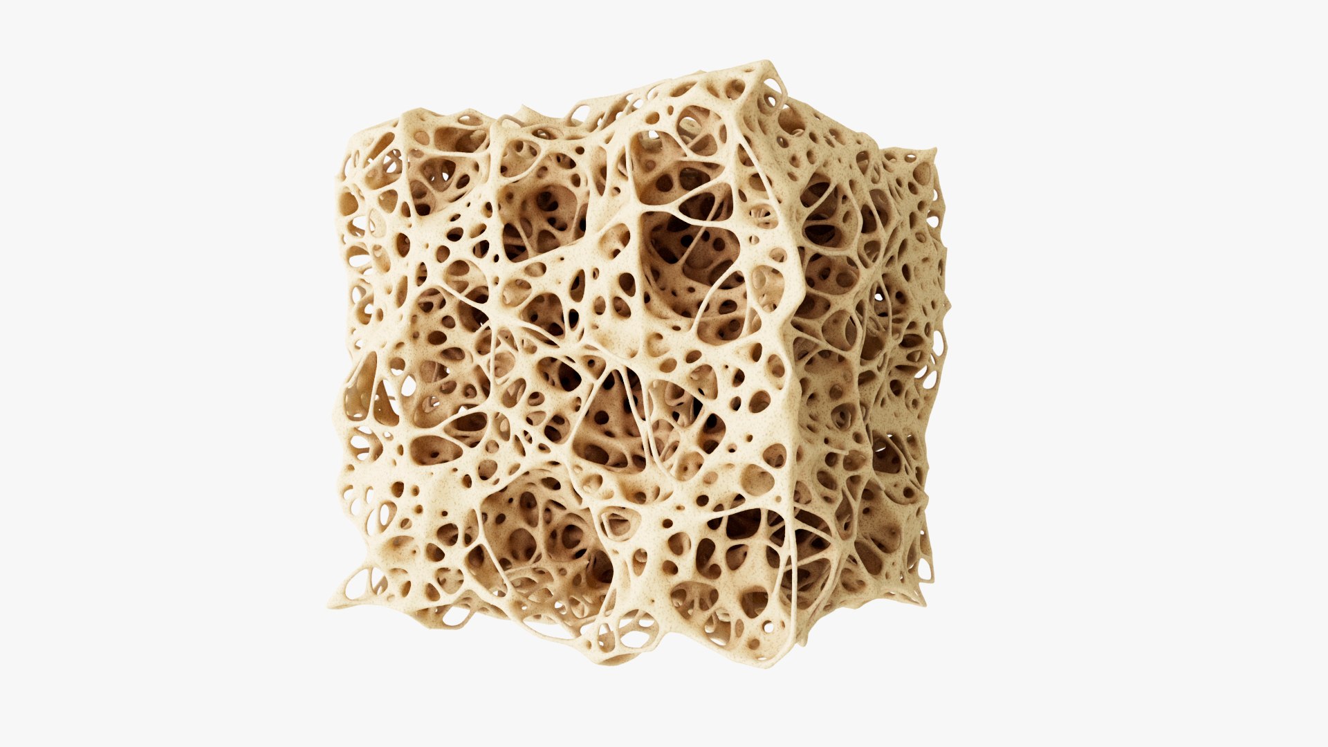 Bone Structure 3D Model - TurboSquid 2237259