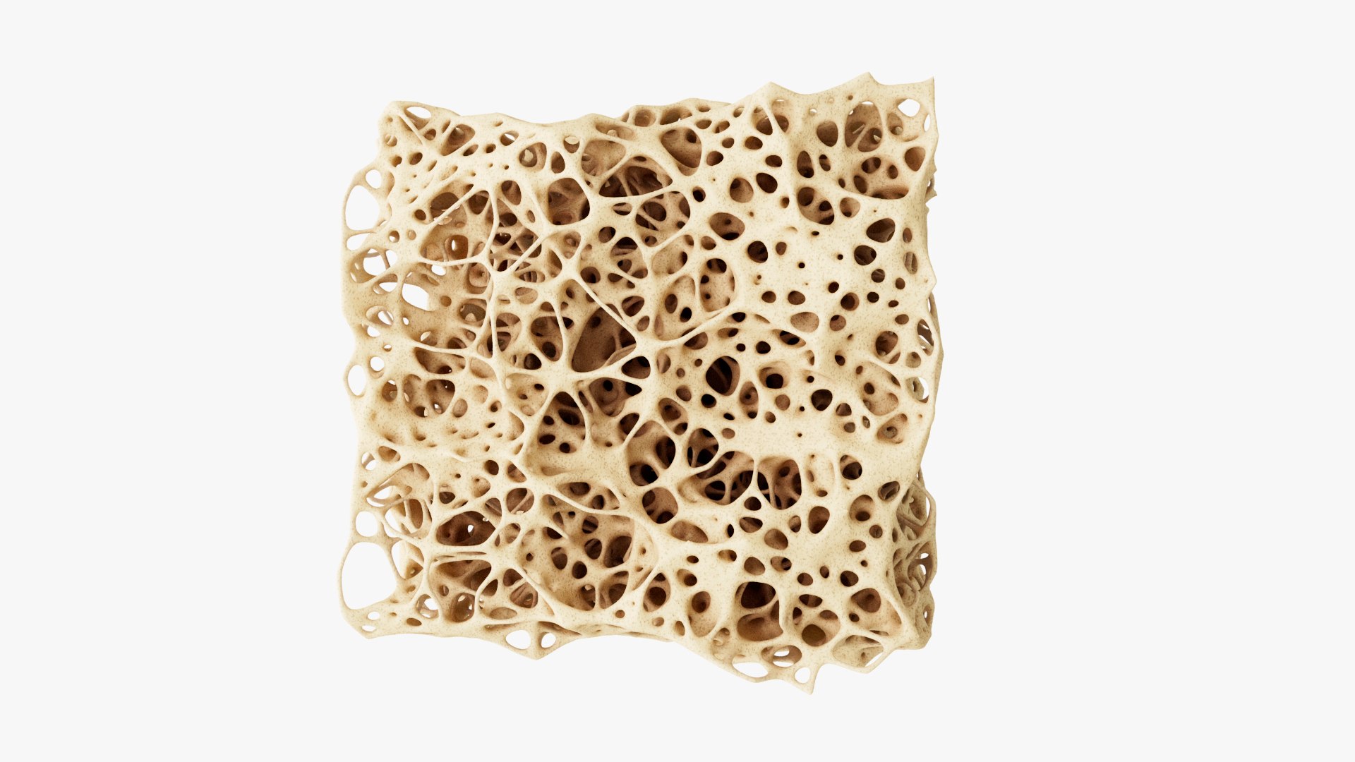 Bone Structure 3D Model - TurboSquid 2237259