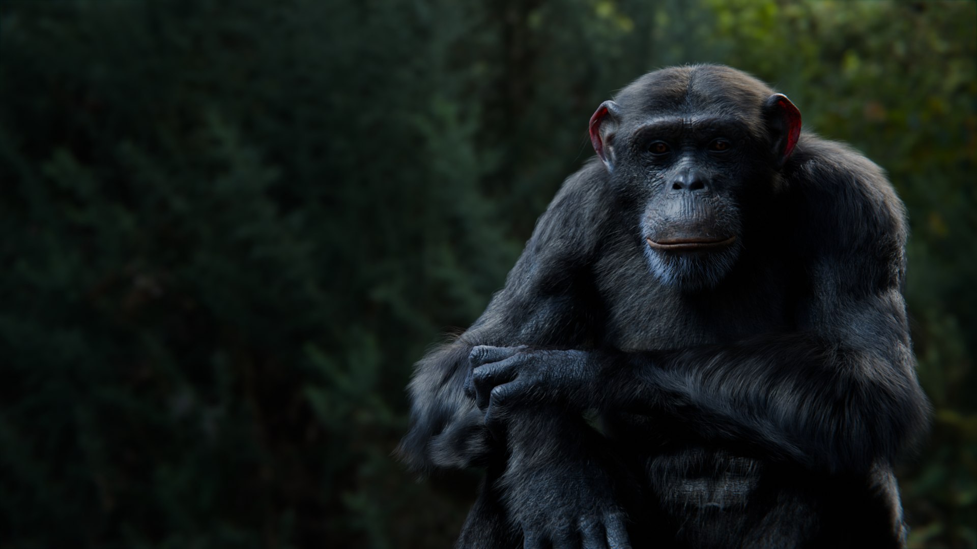 Chimpanzee Rigged - TurboSquid 2375412