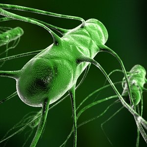 3D Salmonella Models - Browse & Download Formats - TurboSquid
