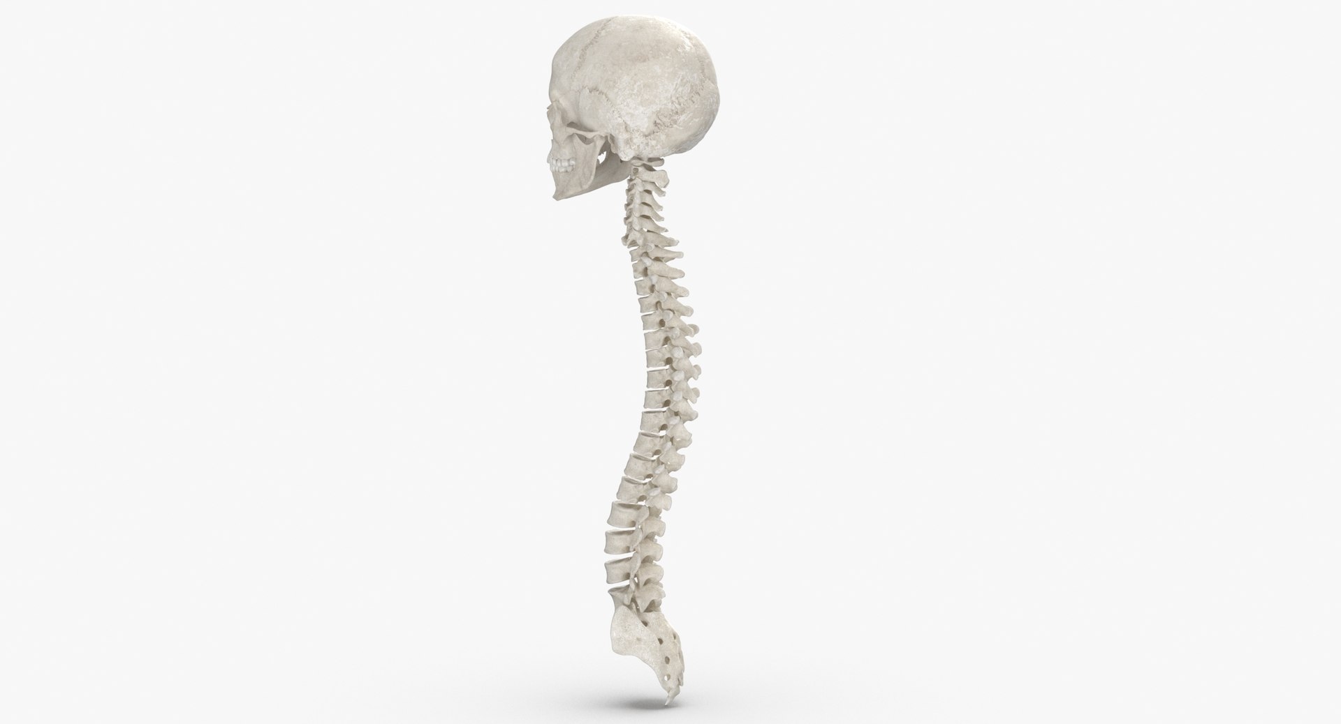 3D real human spine bones model - TurboSquid 1640323