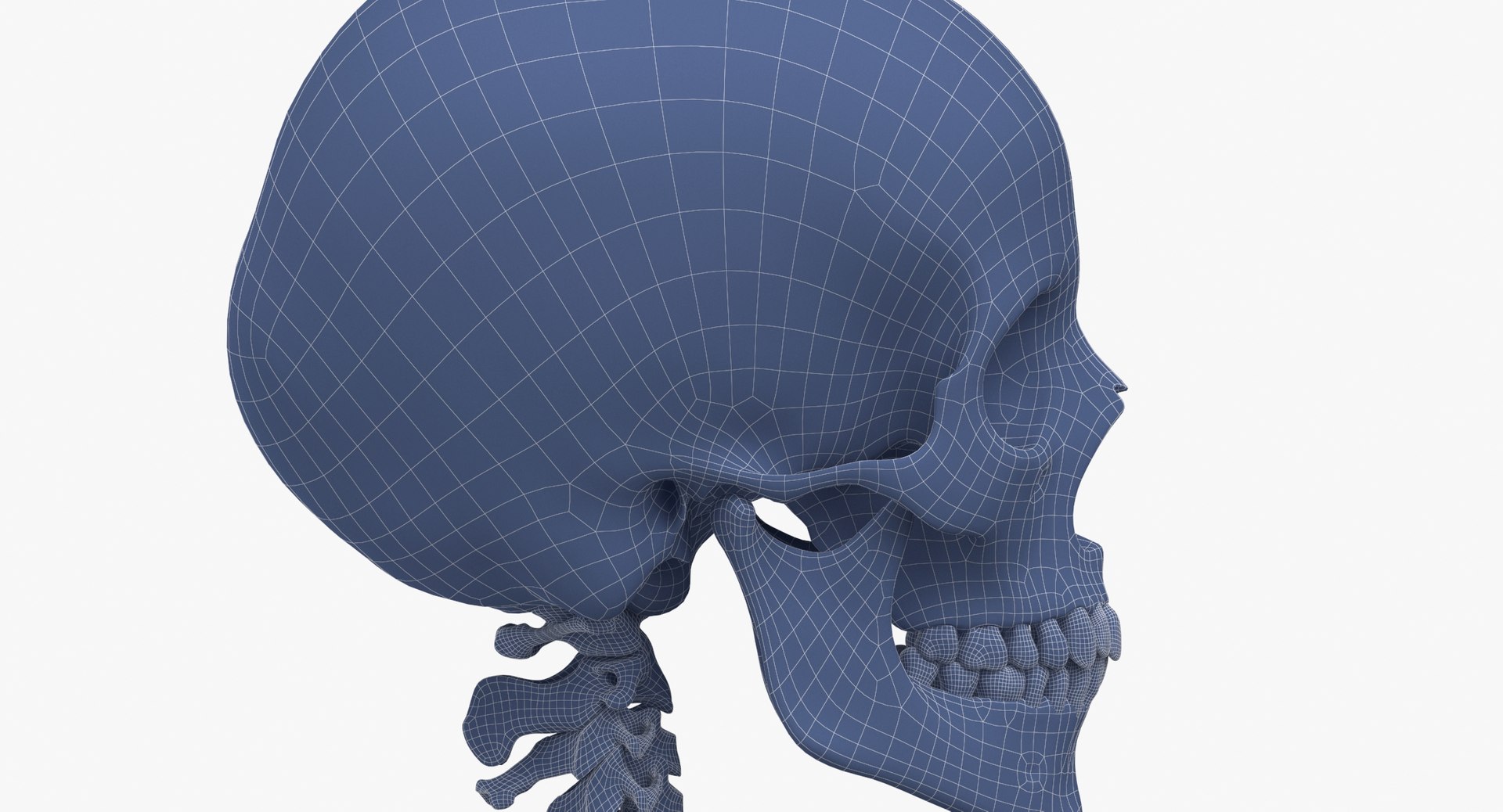 3D real human spine bones model - TurboSquid 1640323