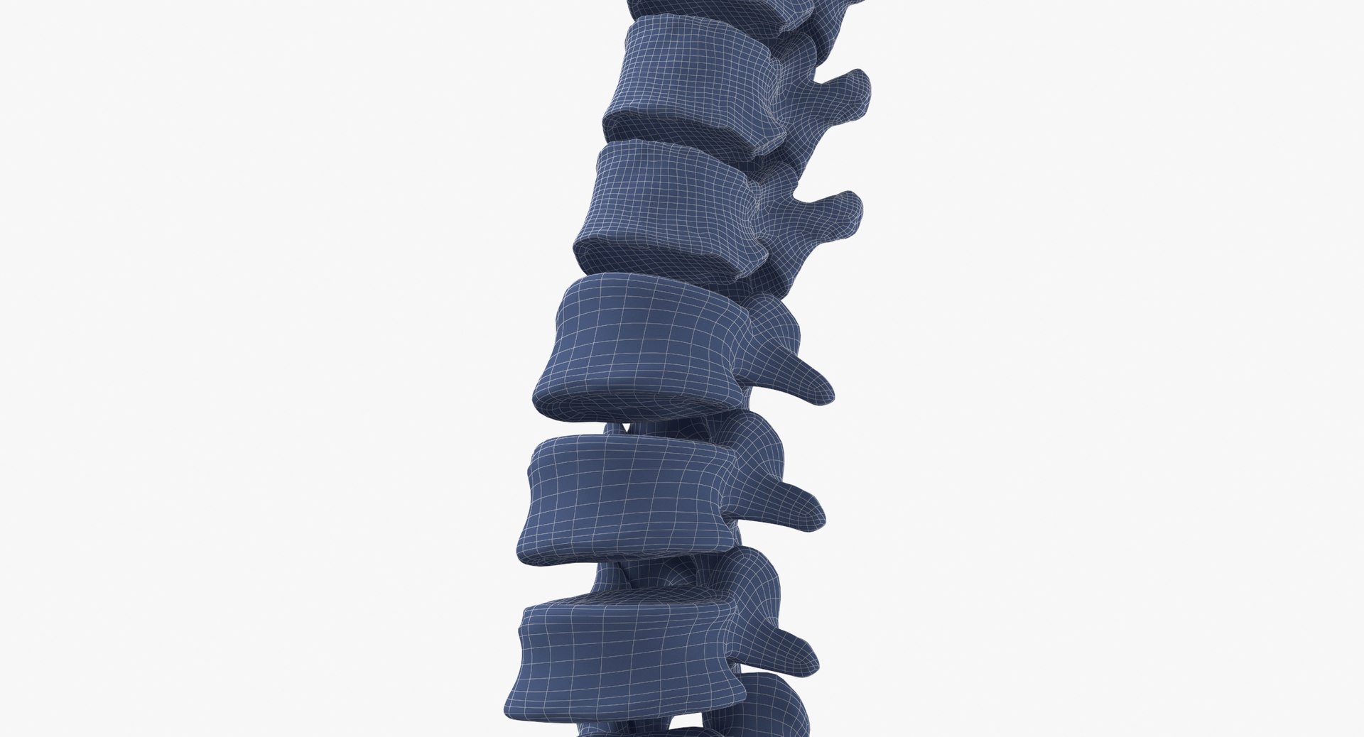 3D real human spine bones model - TurboSquid 1640323