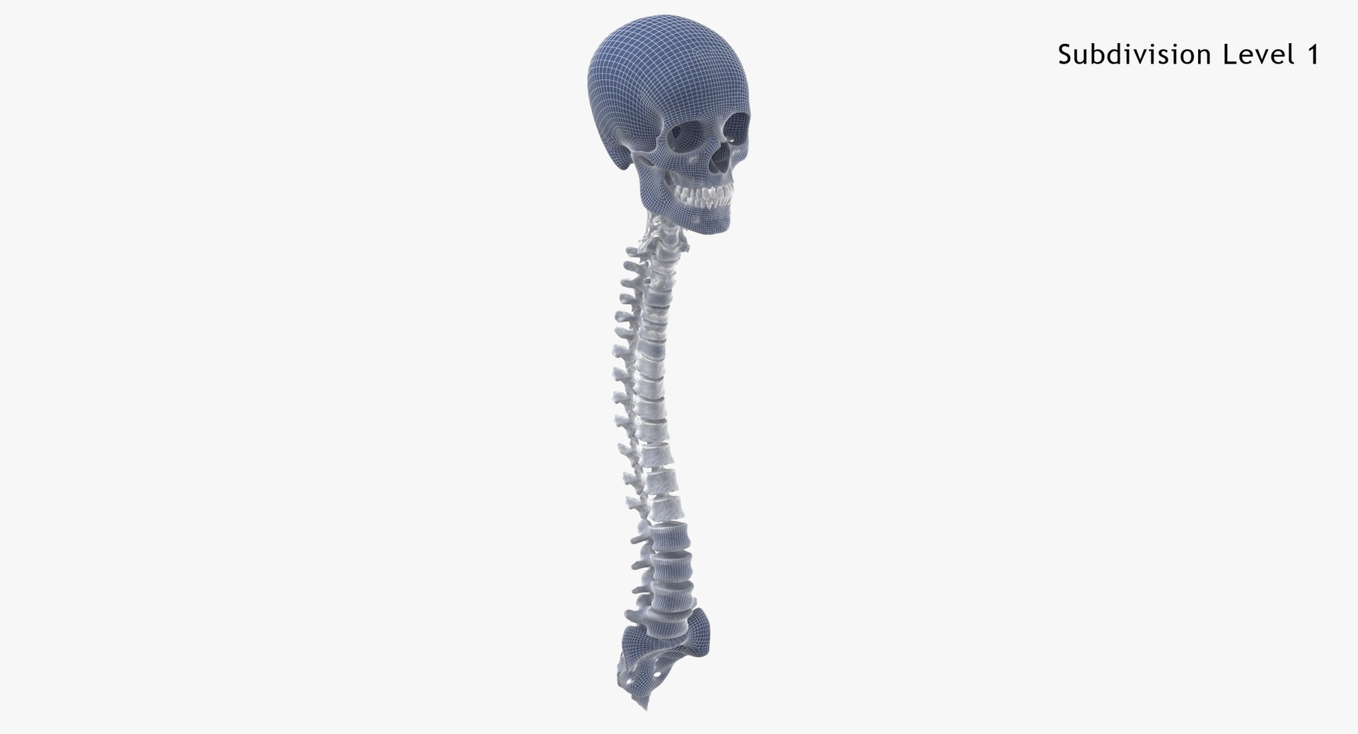 3D real human spine bones model - TurboSquid 1640323