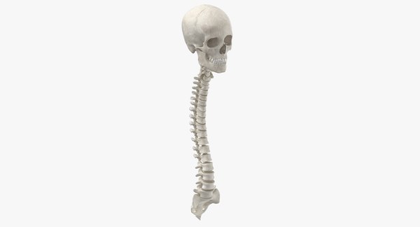 Columna Vertebral Humana Real De Tamaño Real Anatomía Vertebral