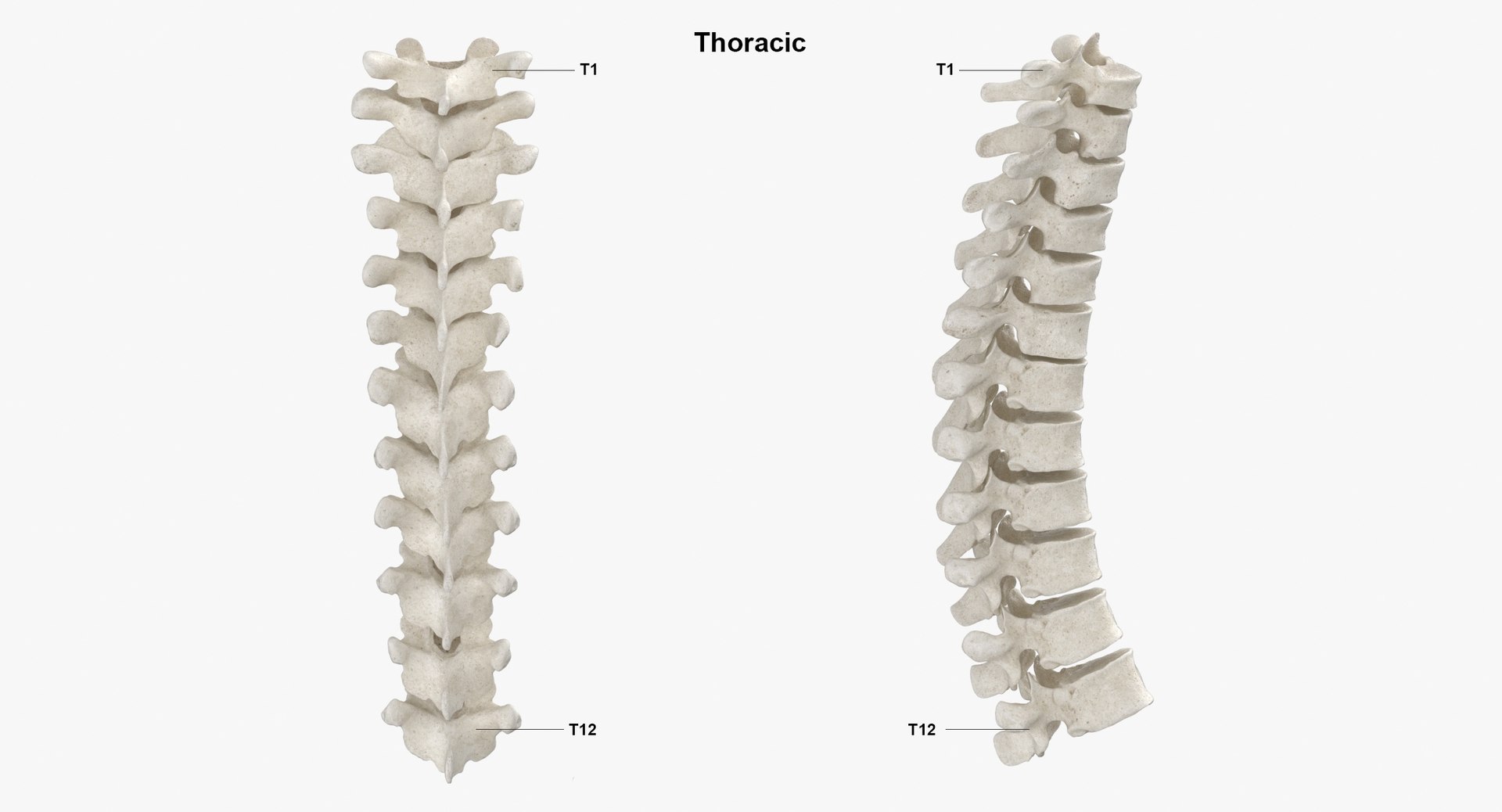 3D real human spine bones model - TurboSquid 1640323