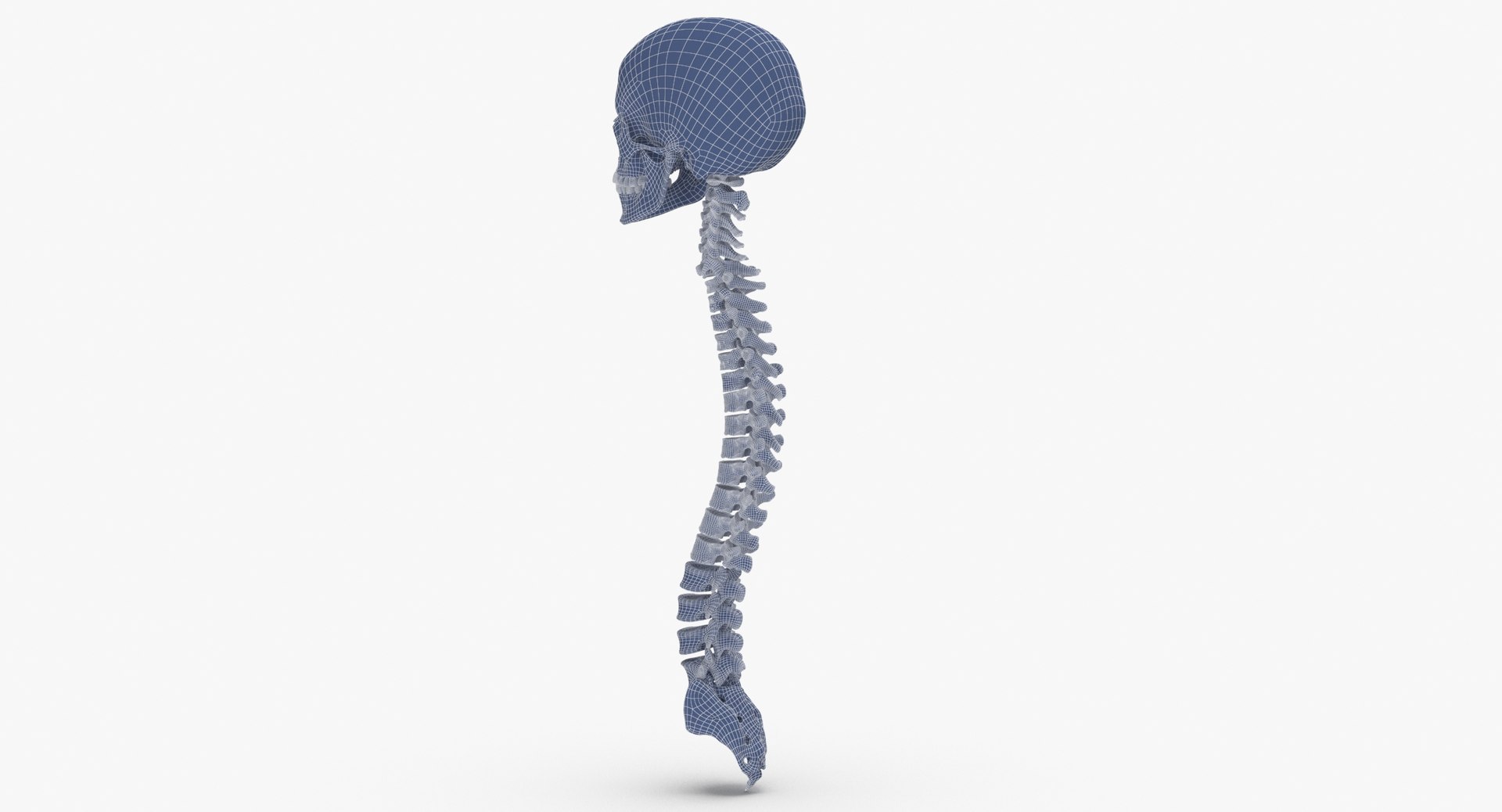 3D real human spine bones model - TurboSquid 1640323